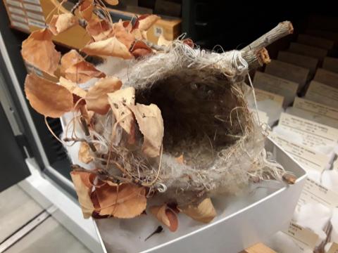 Nature's Weavers | Royal Alberta Museum