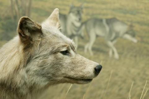 How to make chocolate poops for Valentine's Day | Royal Alberta Museum
