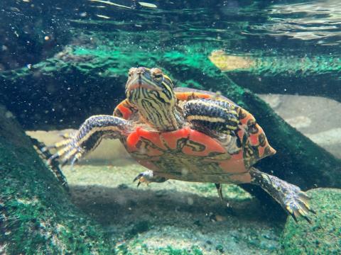 Meet Alberta's Turtle | Royal Alberta Museum